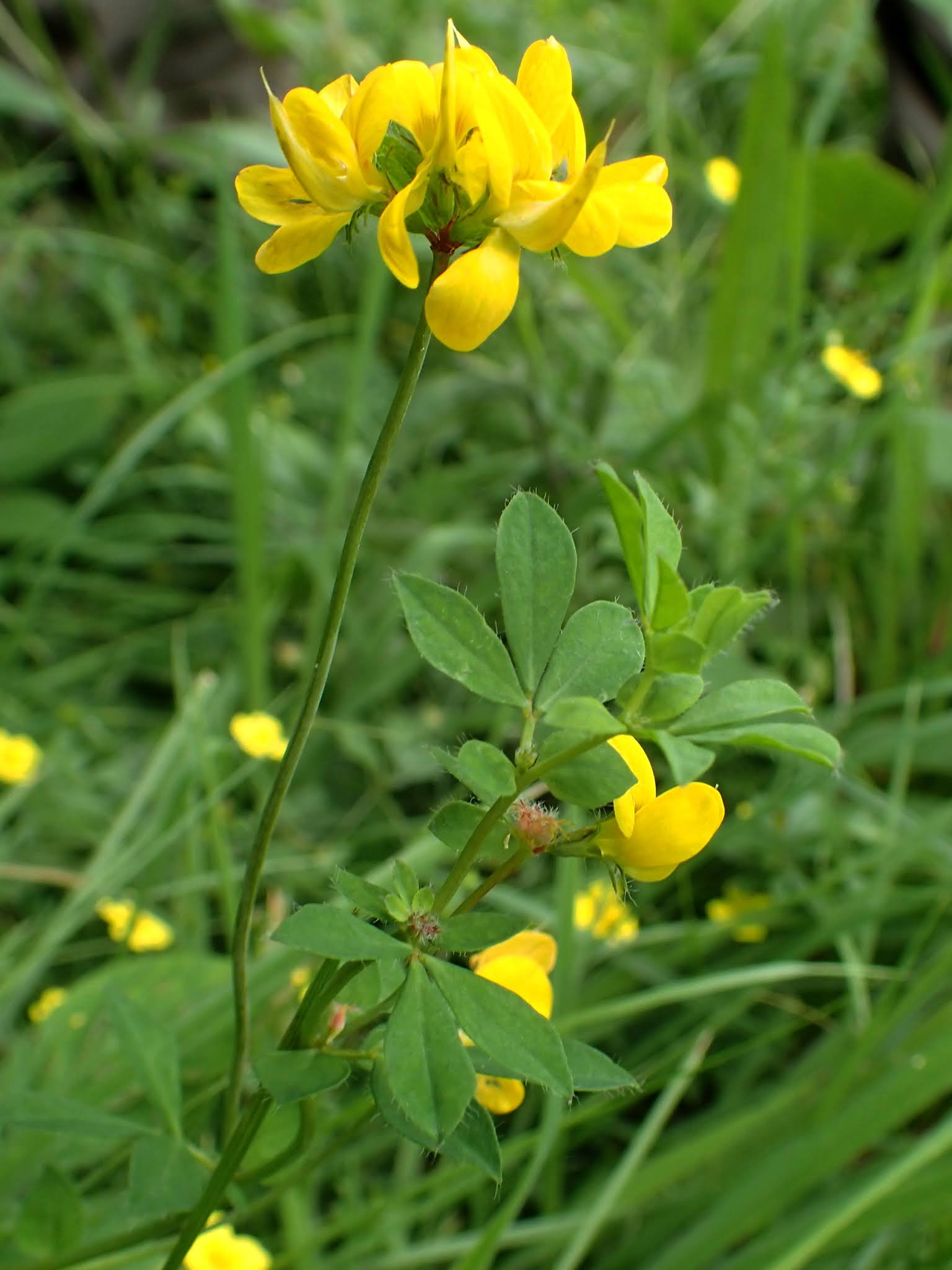 The Rainforest Fund Project: Settle Wildflowers Day 70: Yellow 18: 1 ...