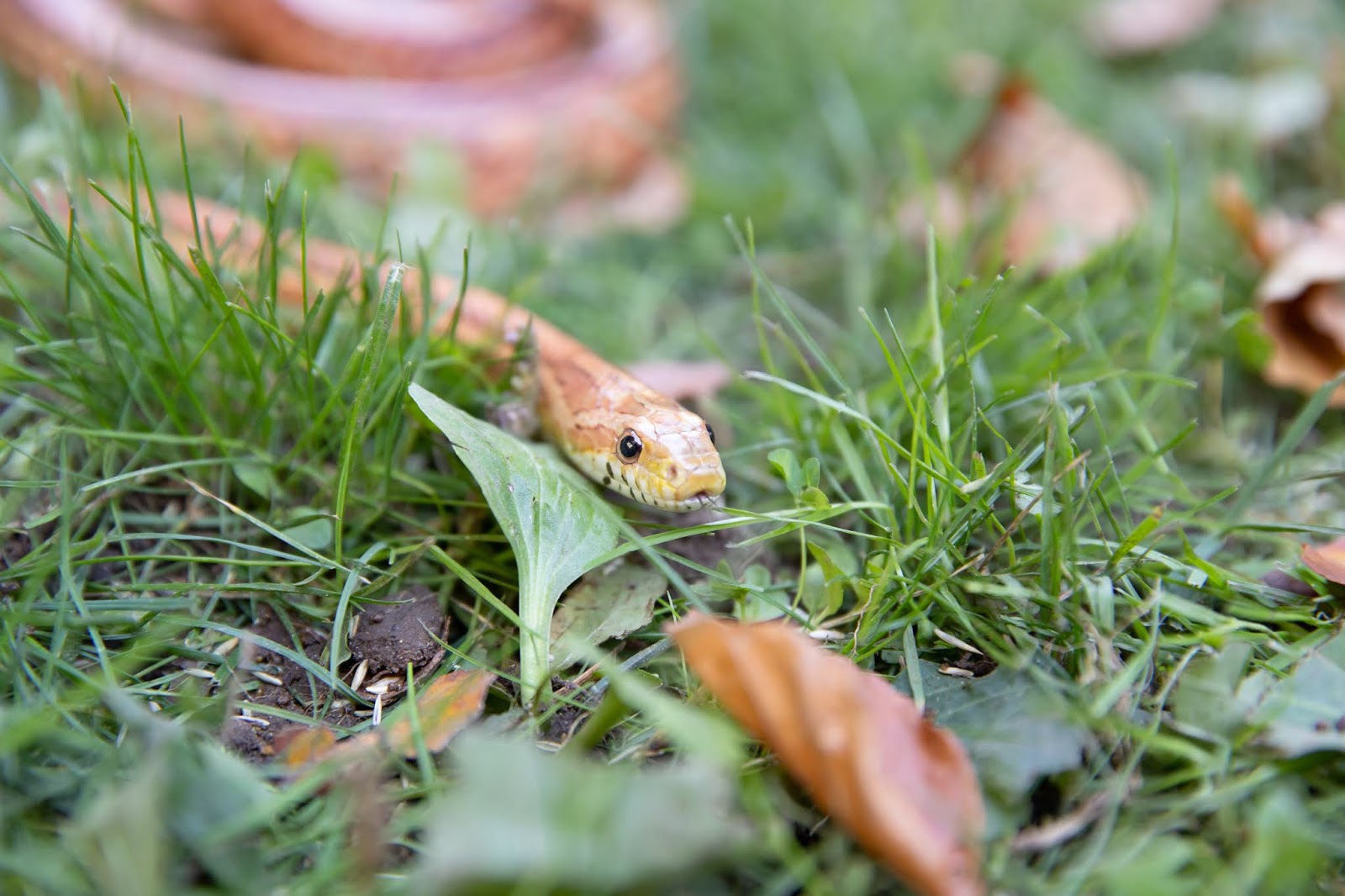 Slytherin House Forever: Our magical corn snakes would love to meet you!