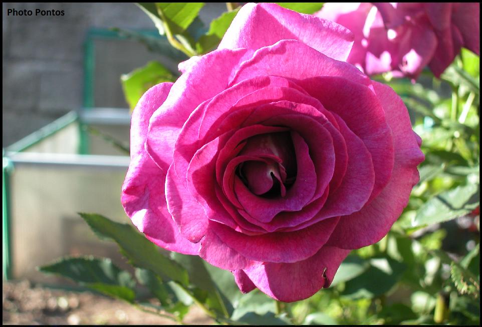 Un giardino di perenni in Ticino: Poche rose ma buone.