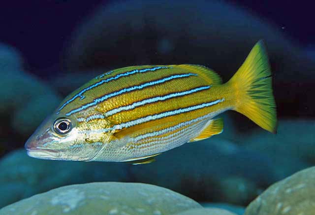 LA BIODIVERSIDAD DE PANAMÁ: La Biodiversidad Panameña (Los peces)