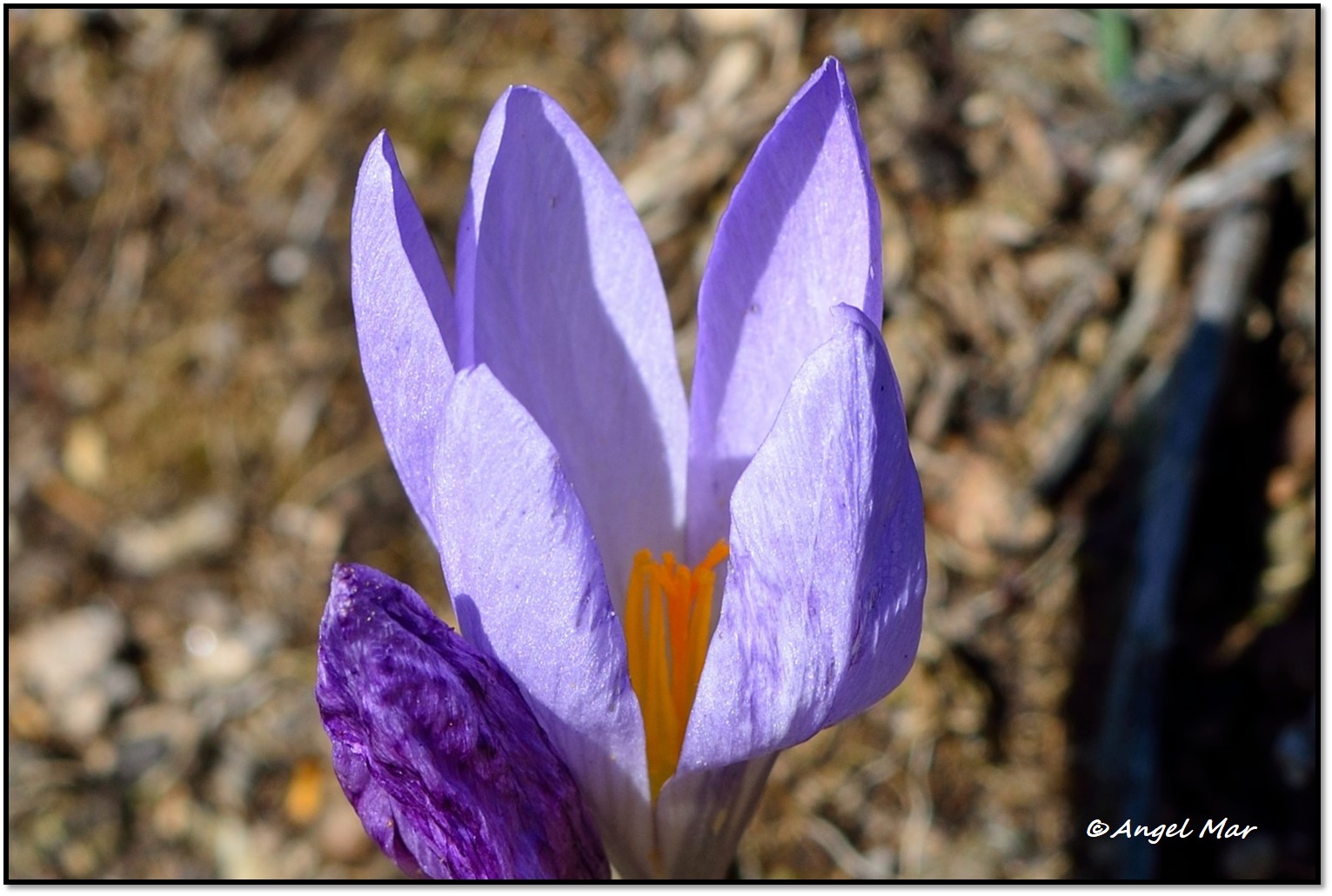 Flores y Bichos ***: Crocus serotinus (Azafrán de otoño - Autumn crocus)