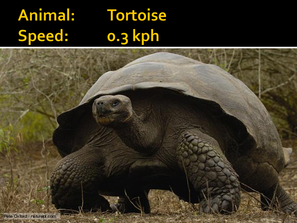 Chris Ricketts - My Teaching Experience: Speed