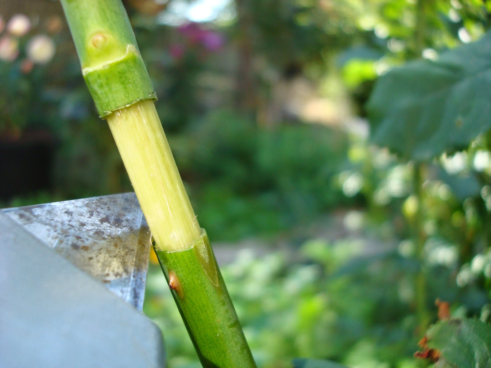 Air Layering Rose Propagation