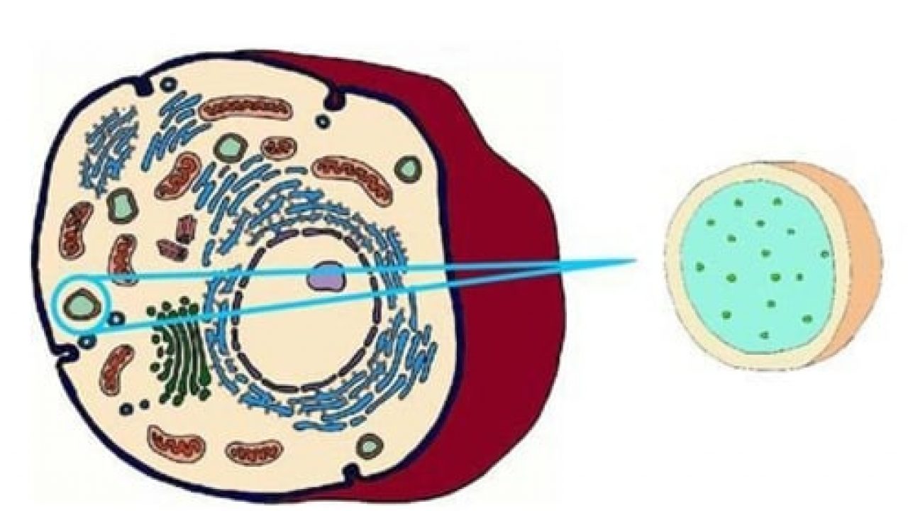 La Célula Animal : Partes y Funciones