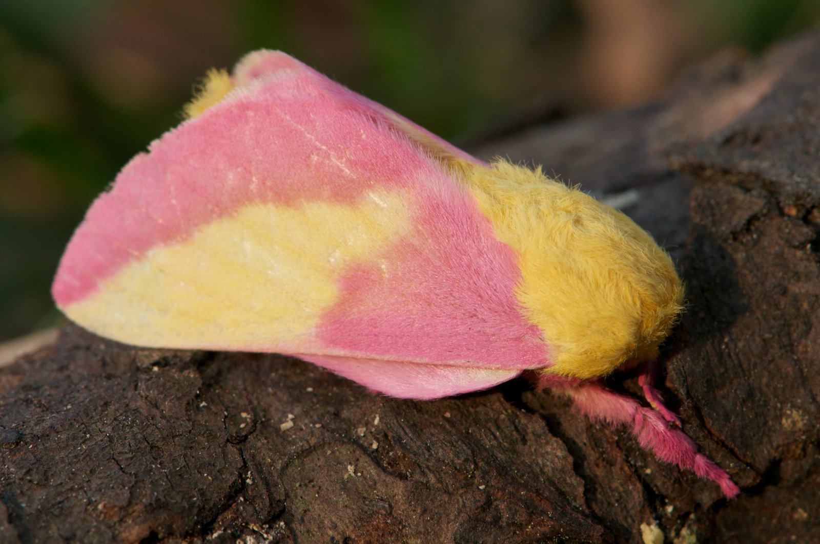 NMW: Think Pink! The Rosy Maple Moth | the pace of nature