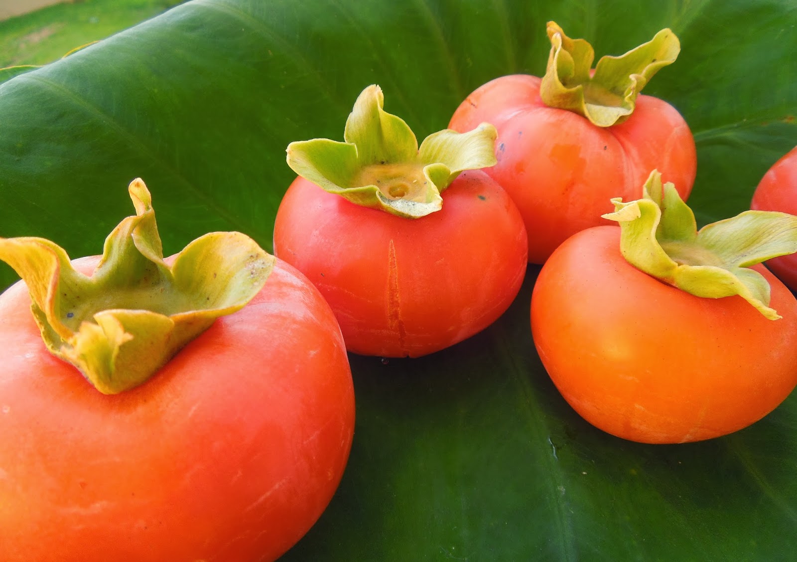 olho de fogo: Diospiro, a fruta dos deuses