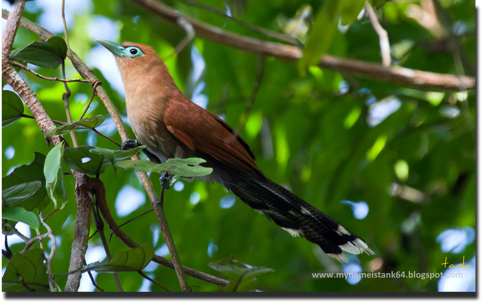 Birds of Malaysia @ mynameistank64: Raffles's Malkoha (Rhinortha ...