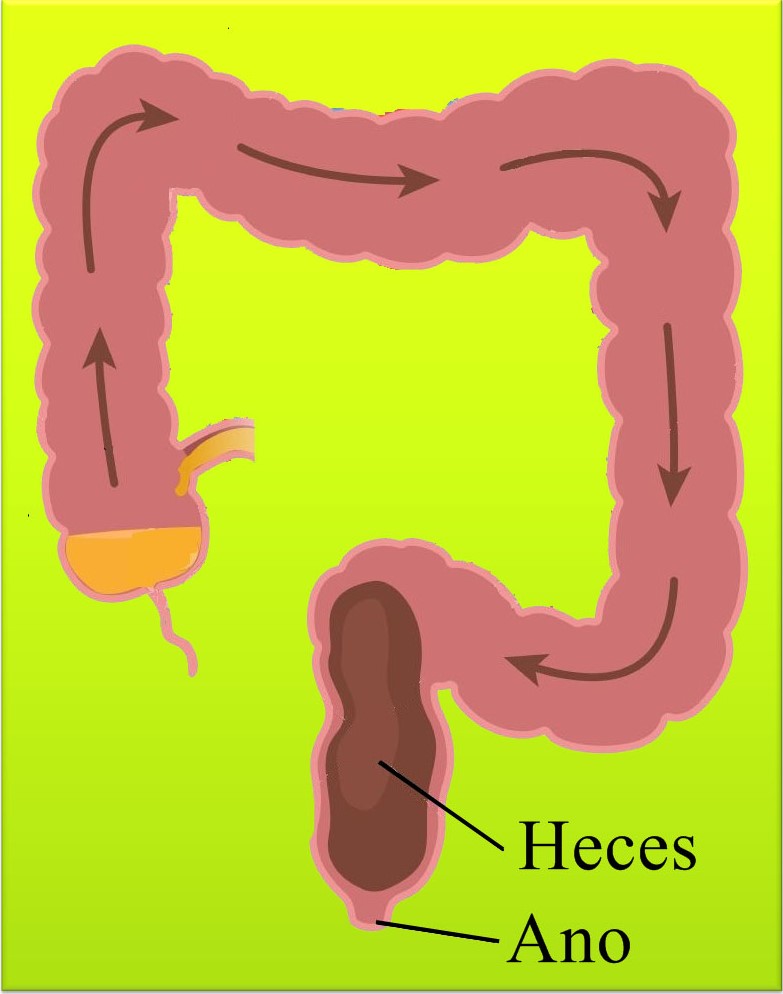 Defecación ~ Biopsicosalud