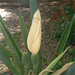 PLANT FAMILIES OF PUERTO RICO AND FLORIDA PAPO VIVES: ARACEAE FAMILIA ...