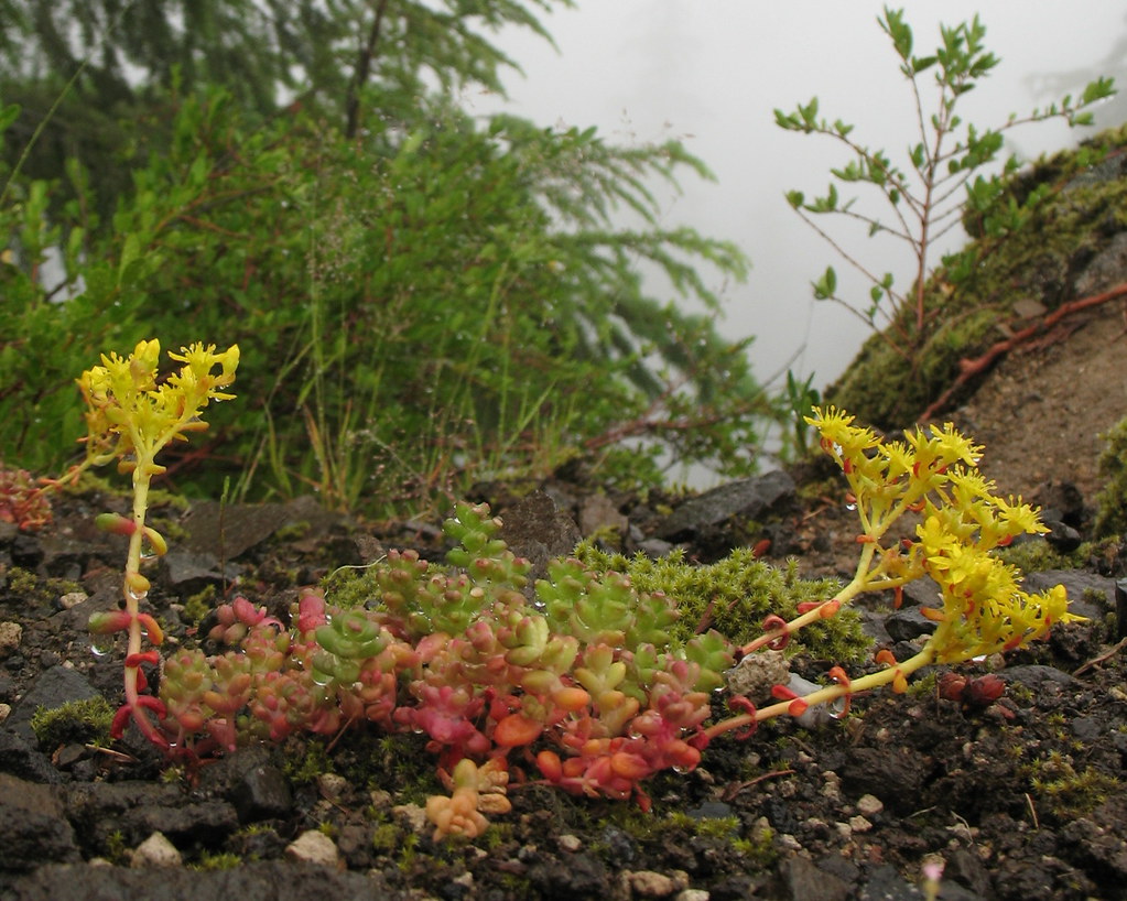 Sedum oreganum - Oregon stonecrop care and culture | Travaldo's blog