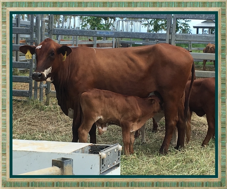 Thomsons In Tonga: Liahona Farm