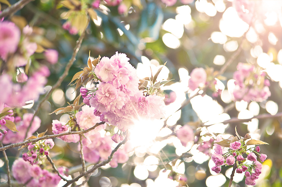 Serendipity is Sweet: Leap Into Spring Photography Challenge - Sunshine ...