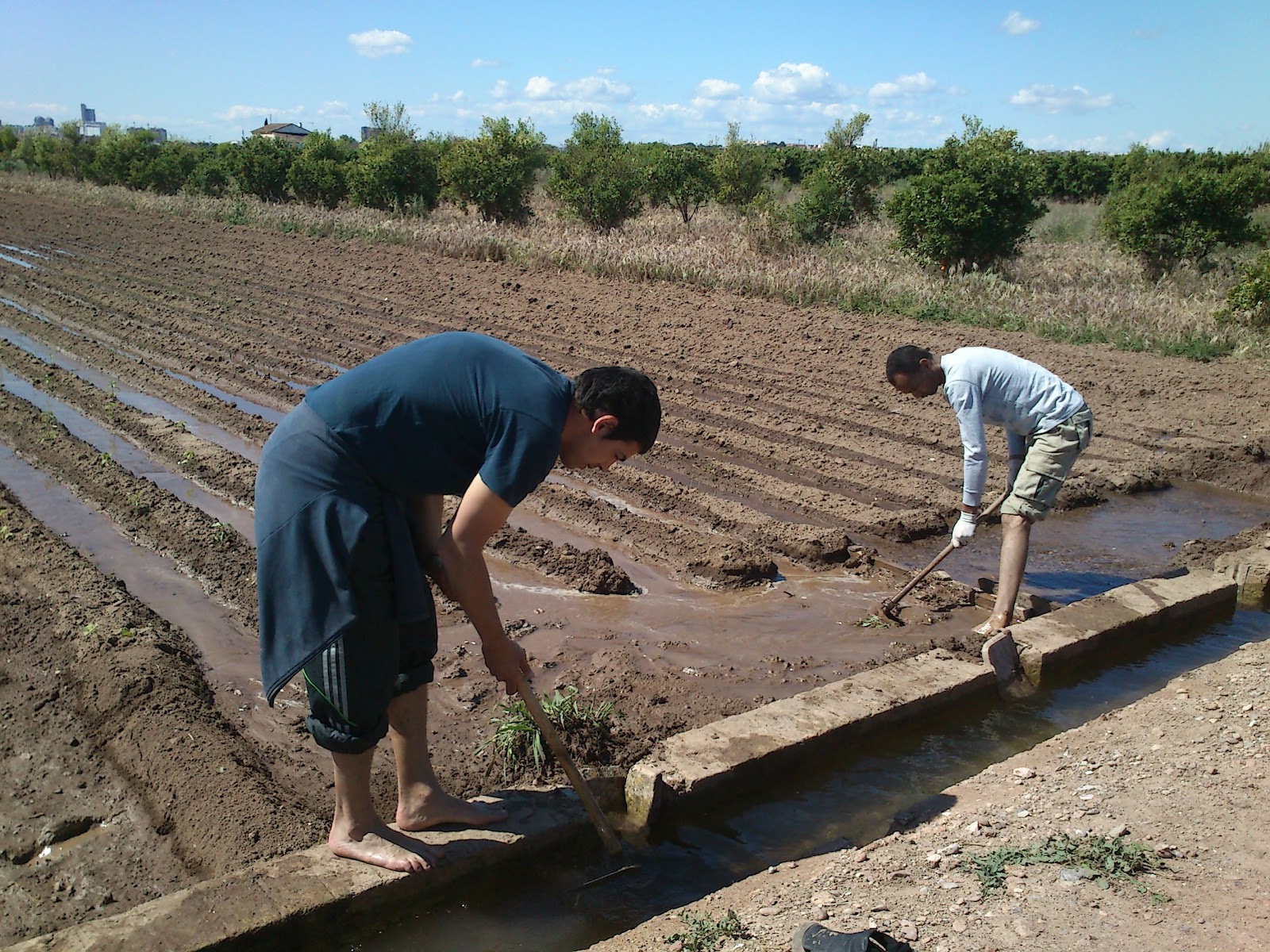 L'HORTET DE BENIFARAIG: Segundo riego