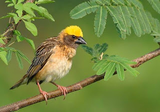 Common Birds Of Bengal - Birds of India