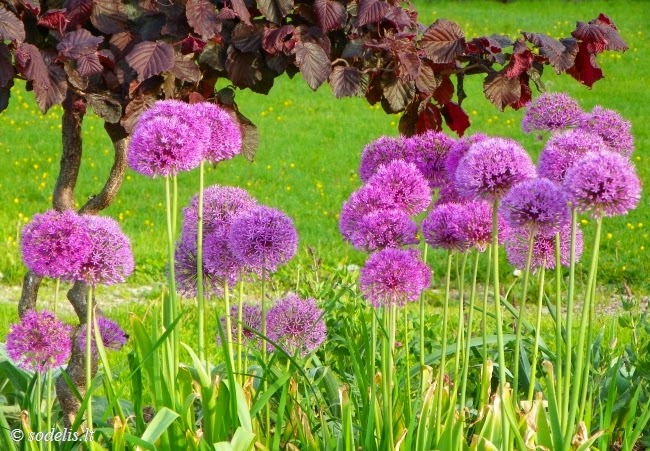 sodelis.lt: Gėlynas - sala