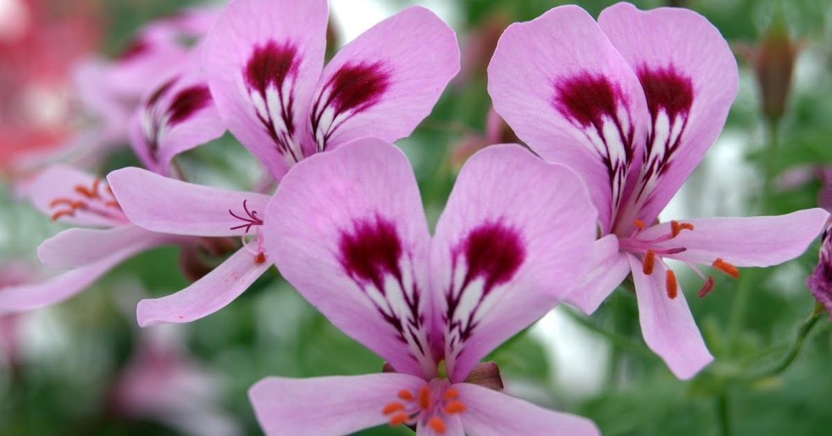 PERFECT PELARGONIUMS: LEMON FANCY - SCENTED LEAF PELARGONIUM