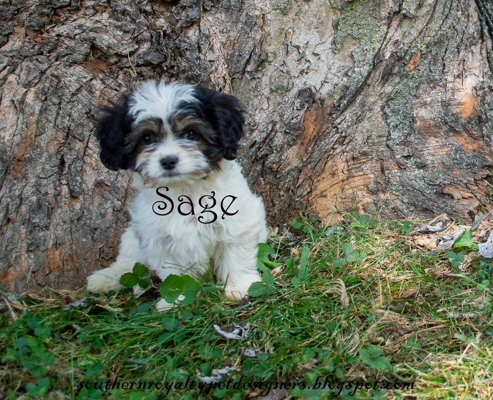 Southern Royalty Pet Designers: We have three Cavaton puppies available ...