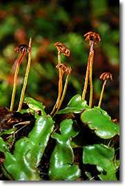 Informes Biología Vegetal : INFORME BRIOFITOS