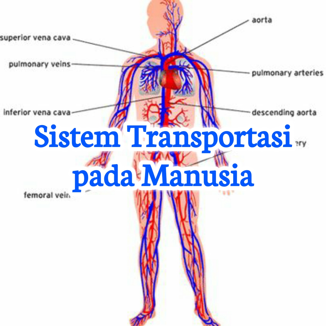 Sistem Transportasi Pada Manusia - Perumperindo.co.id