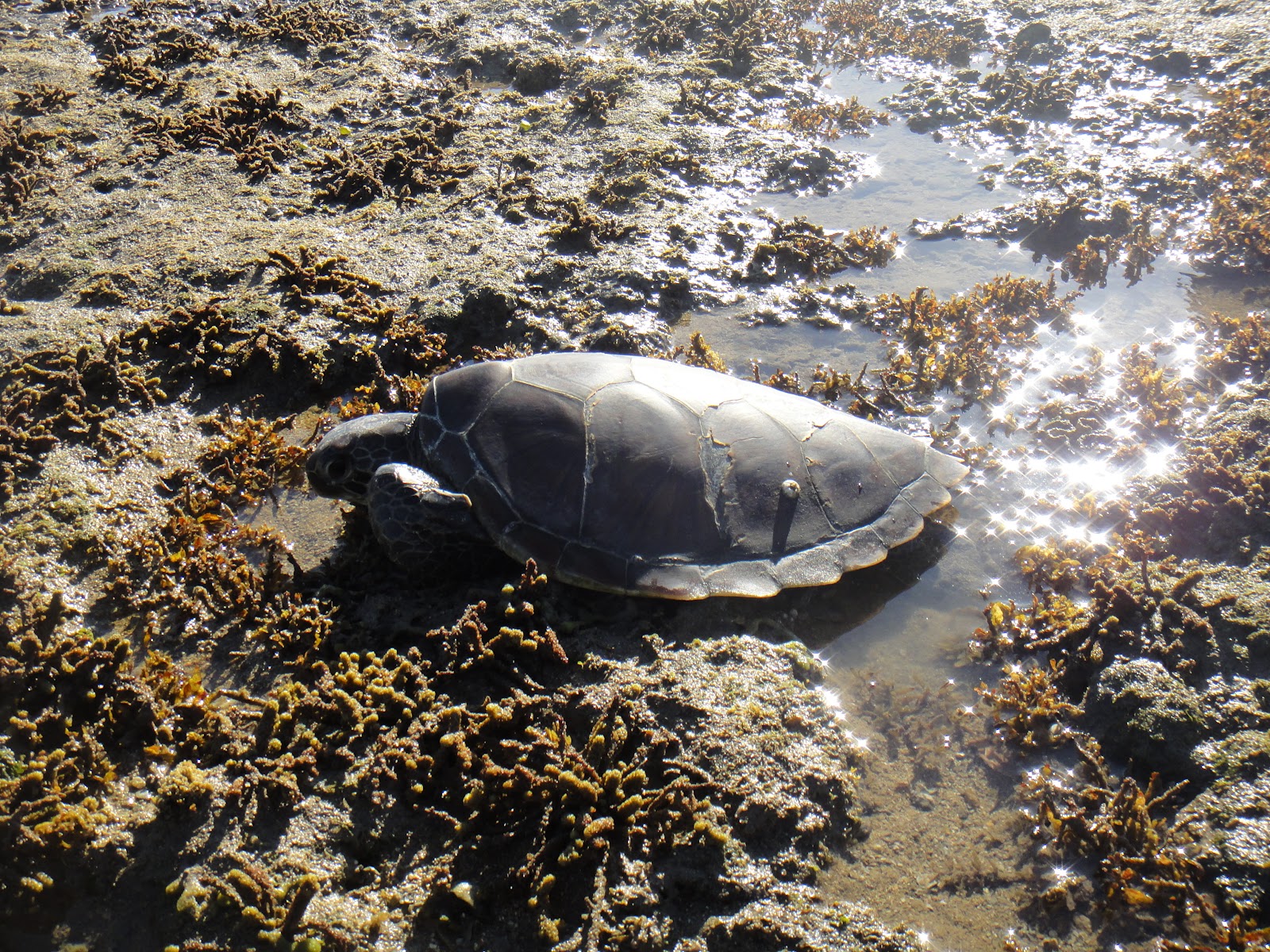 Scubavet: The Pilbara, Australia