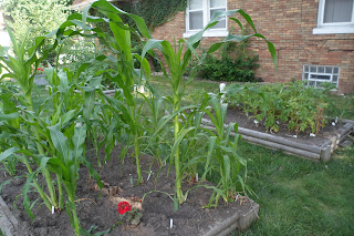 The Perennial Agriculturalist: sweet corn in the garden