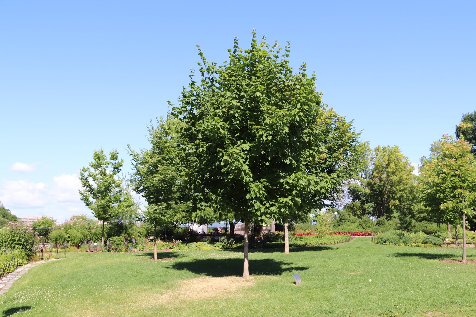 Memorials in Ottawa: Candian Maple Tree Maple Tree