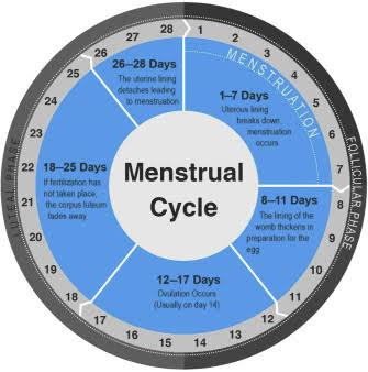 The cyclical change in female primate of Mammal , Menstrual cycle