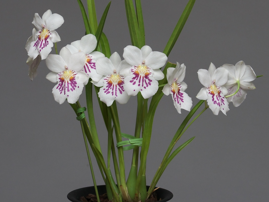 Miltoniopsis phalaenopsis care and culture | Travaldo's blog