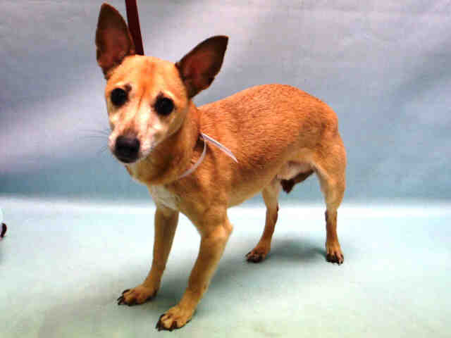 Master Author's blog: They're waiting to be saved!