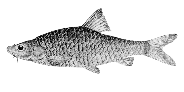 Artes de Pesca: ACTINOPTERYGII