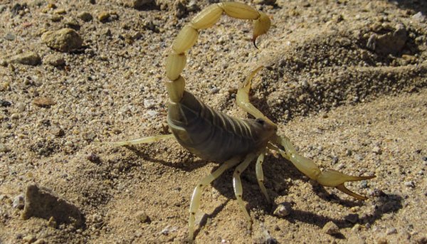 THE VIEW FROM FEZ: Morocco's Scorpion Problem