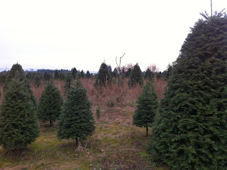 Sanna's Bag: In search of the wily Christmas tree