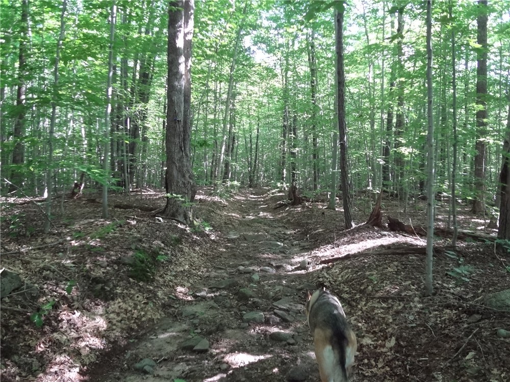 Gone Hikin': Catskill Forest Preserve, NY: Slide Mountain Wilderness ...