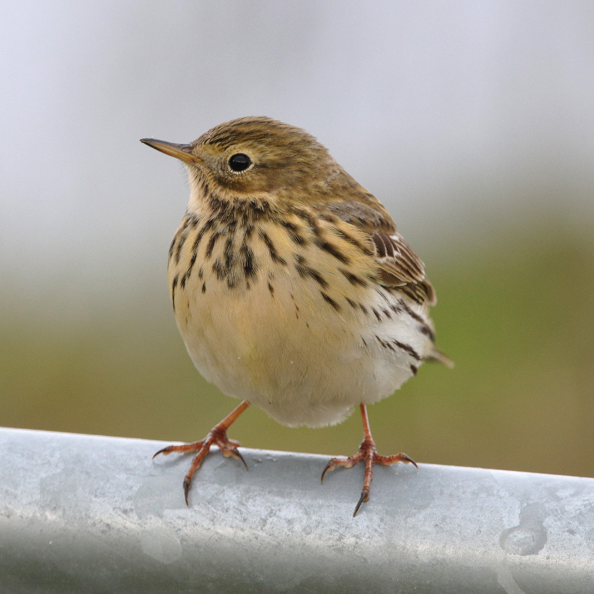 Another Bird Blog: Out At Last