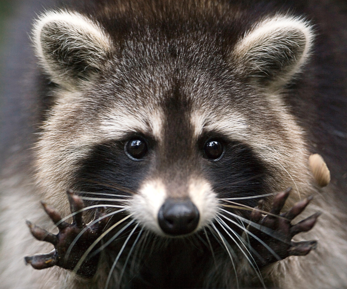 MancaveMancaveBlog: Raccoons can show up to eat your salmon cat food
