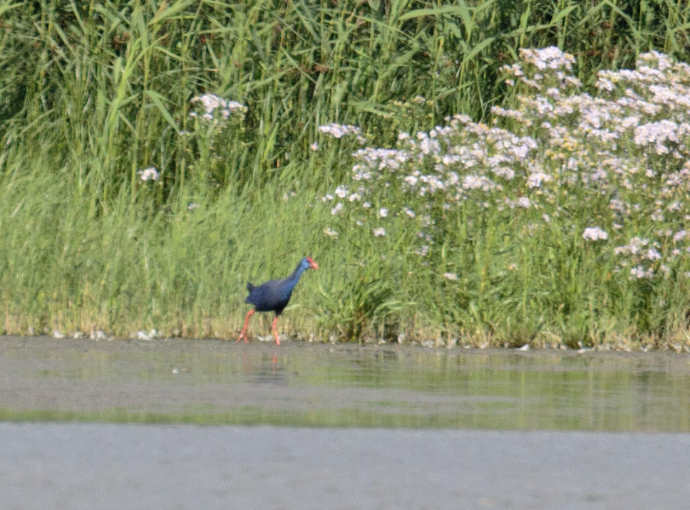 pewit: Purple Swamp donkey
