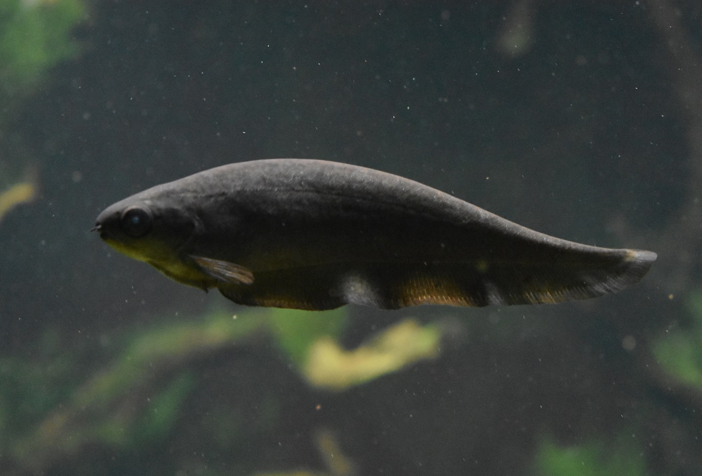 ZOOTOGRAFIANDO (6.096 ANIMALS): PEZ CUCHILLO AFRICANO / AFRICAN ...