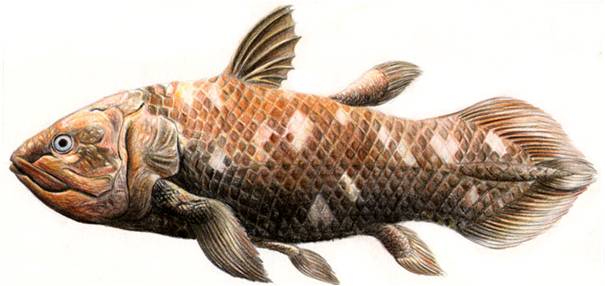 Celacanto, ciência e você, tudo a ver — Momentum Saga