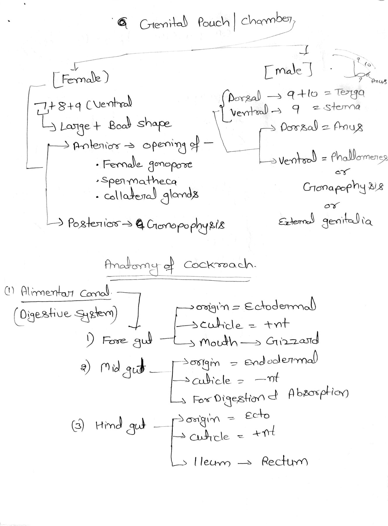 Cockroach class 11 - Studypur