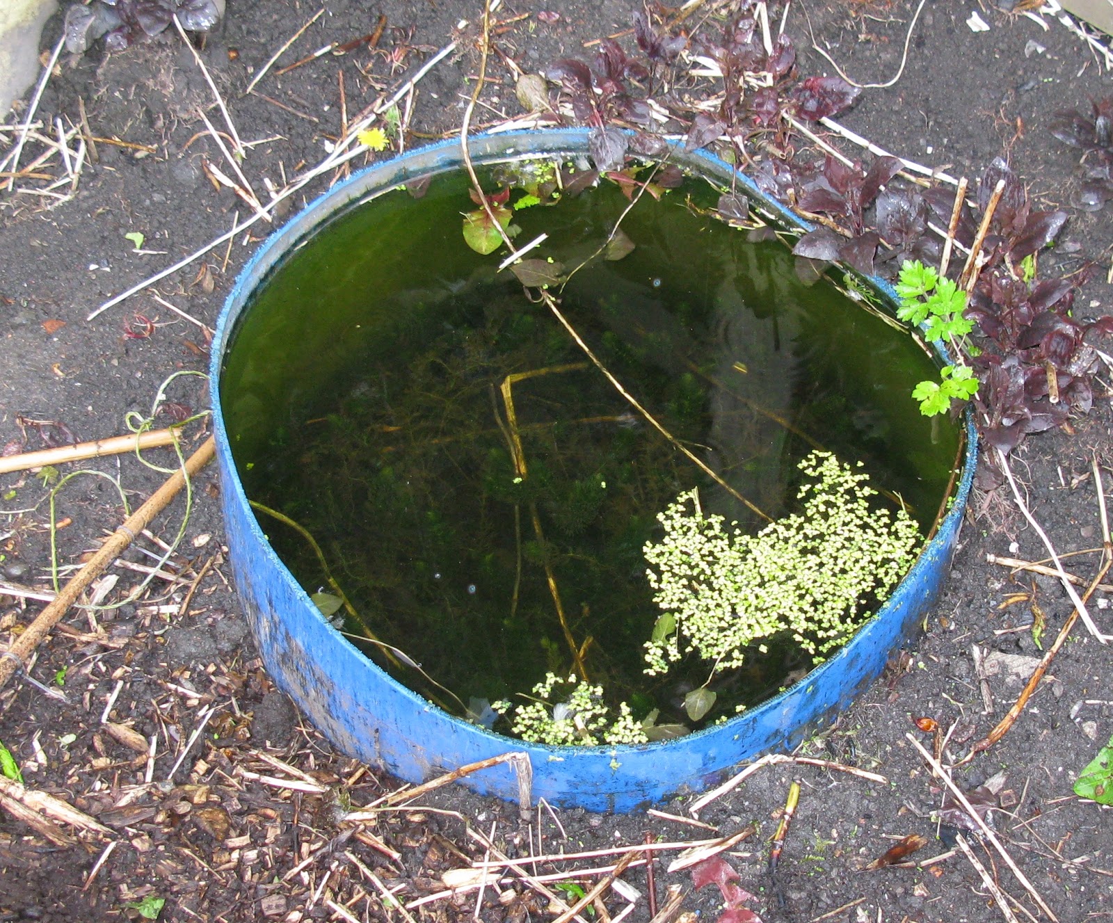 The Allotment year: Ponds and puddles