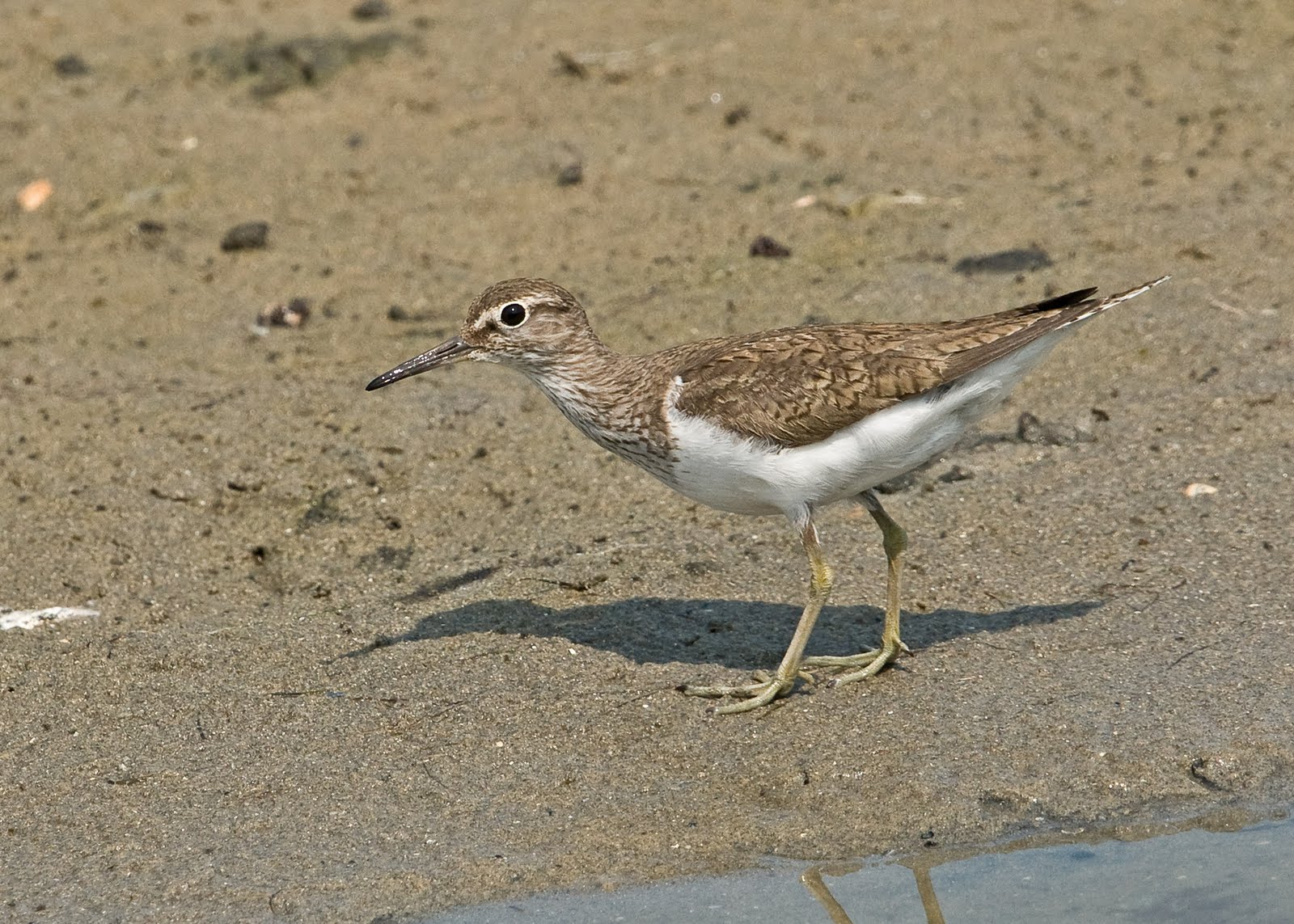 Greater Kent Birder: The Estate and Backsand again