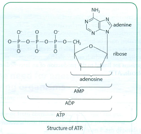 A2 Level Biology Notes 2016-2018.pdf - Google Drive