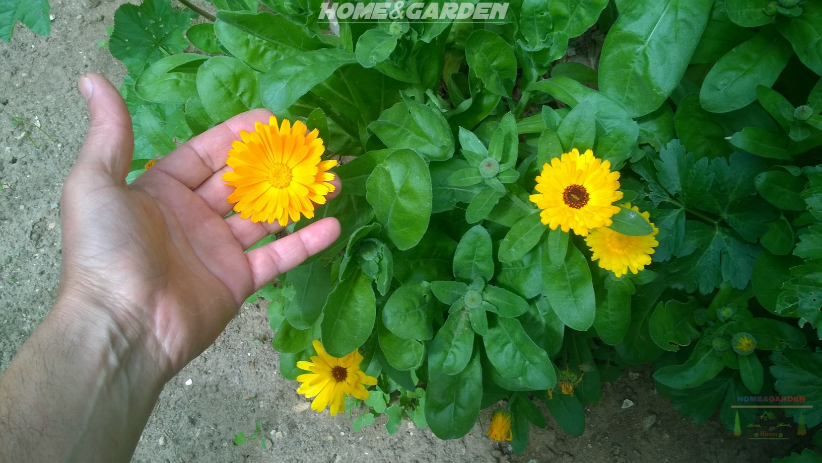 Calendula