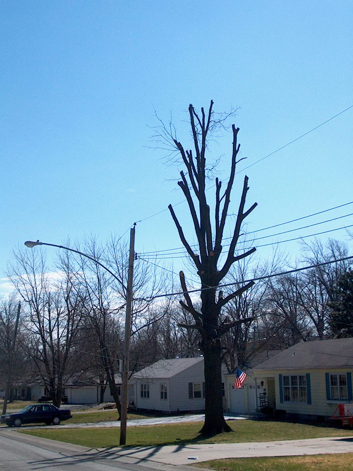 Arbor Veritas -(Tree Truth): December 2012