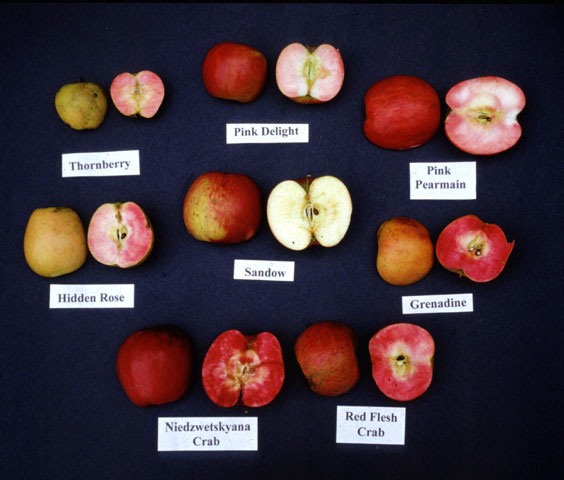 The Faires Family: An Apple A Day...