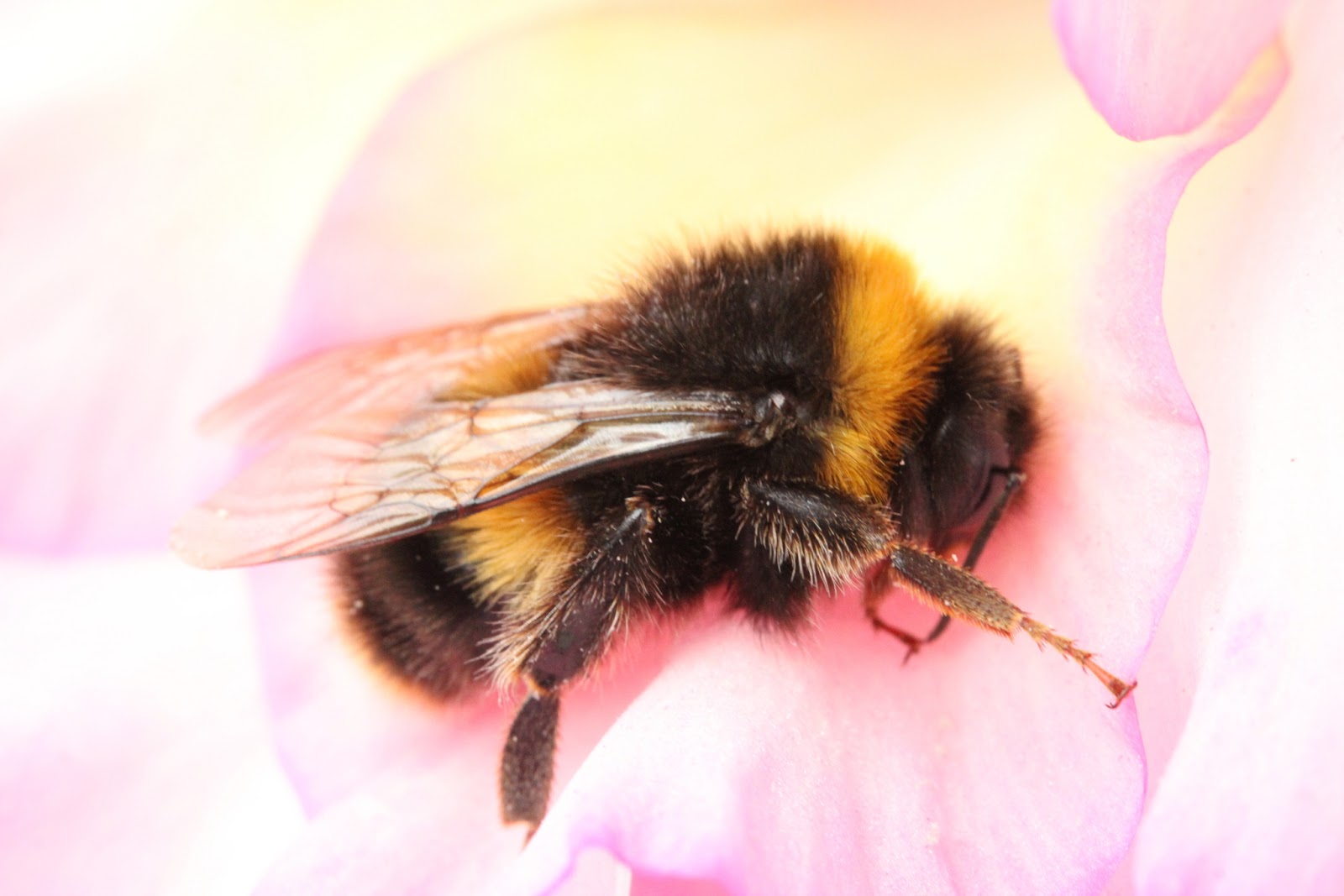 Aligorith's Lair: Sleeping on the Job - Bumblebee Close Ups