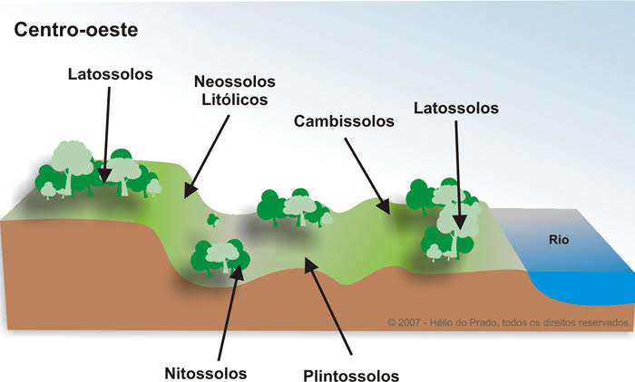 Onde as Plantas Crescem - Latossolos