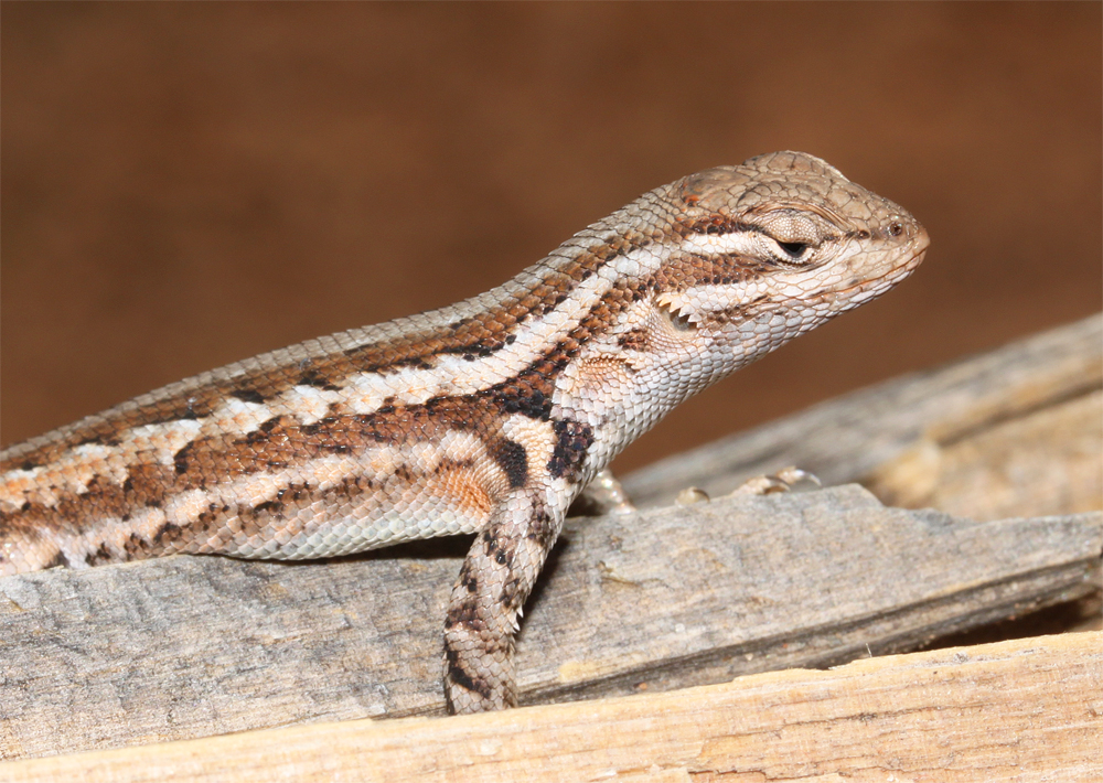 Cuyamaca Woods Mountain Journal: A Diversion to Southern Utah, Part 1 ...