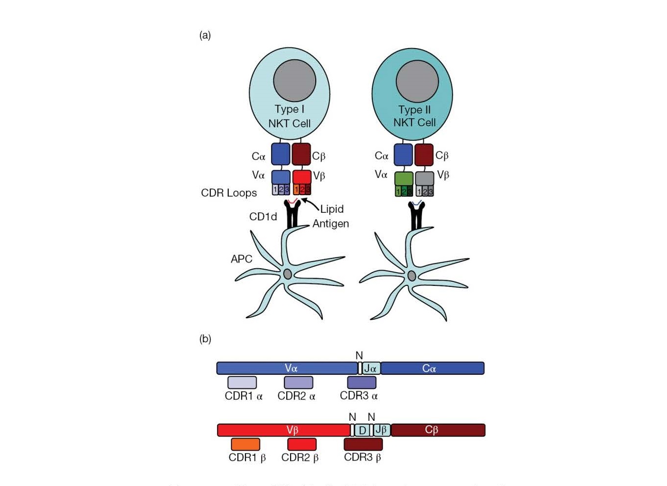 Invariant Natural Killer T Cell Receptors Bridge Innate And Adaptive invariant-natural-killer-t-cell-receptors-bridge-innate-and-adaptive