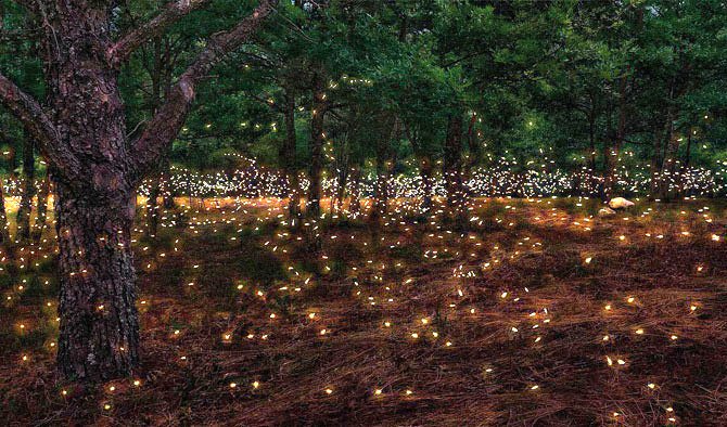 Travel-India: Fireflies Festival at Bhandardara
